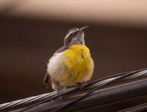 St. Maarten Birds: A Fascinating Guide to Exotic Species!
